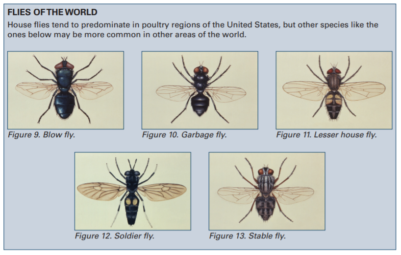 Fly Management: Surveillance and control | The Poultry Site Fly Management: Surveillance and control | The Poultry Site
